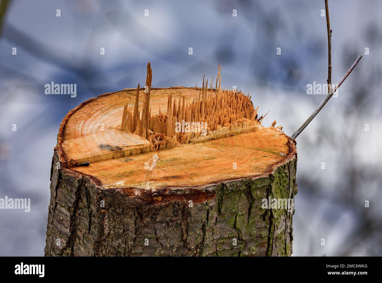 Focus stacking image of sawed off tree stump with wood splinters ...