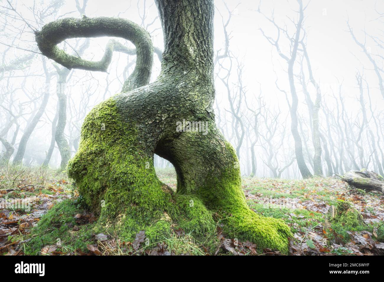 Misty oak woodland in winter, Quantock Hills, Somerset, England, UK ...