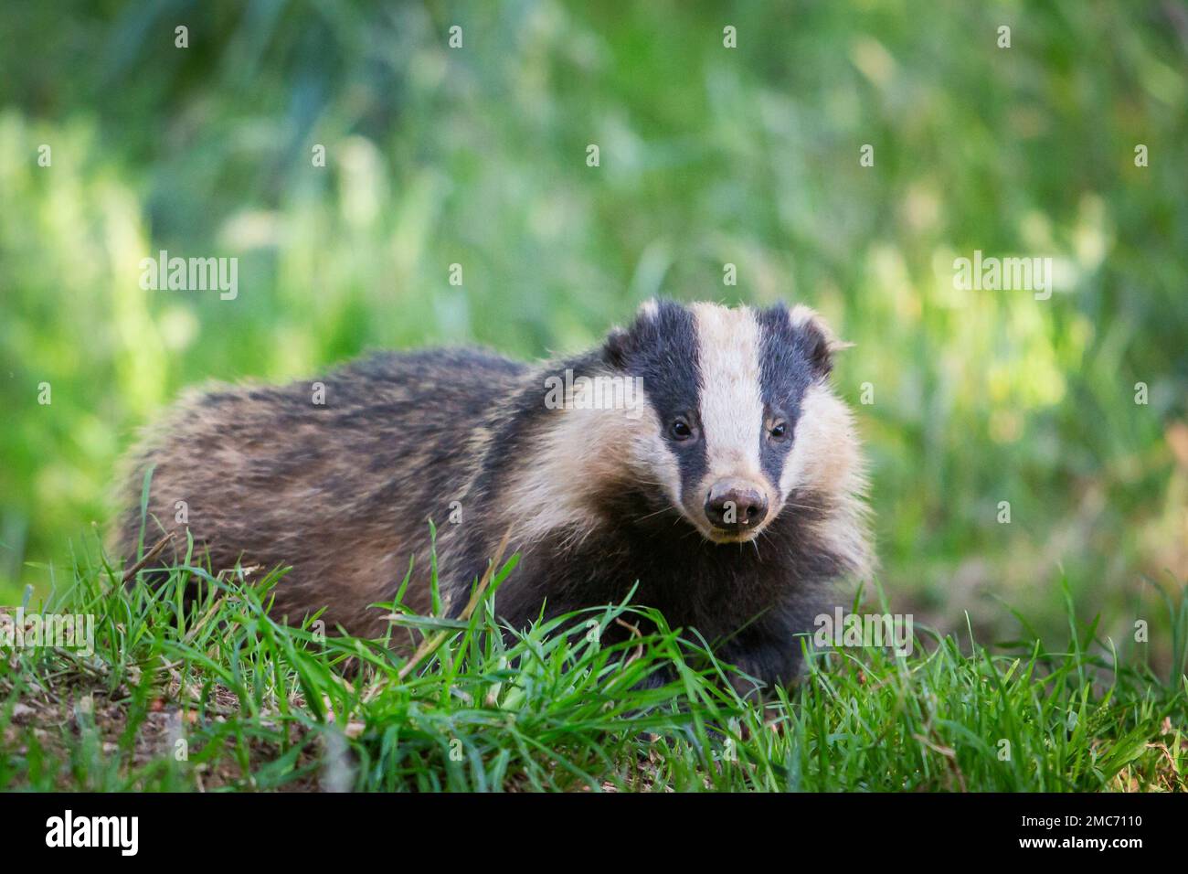 European badger (Meles meles), Dumfries, Scotland Stock Photo - Alamy