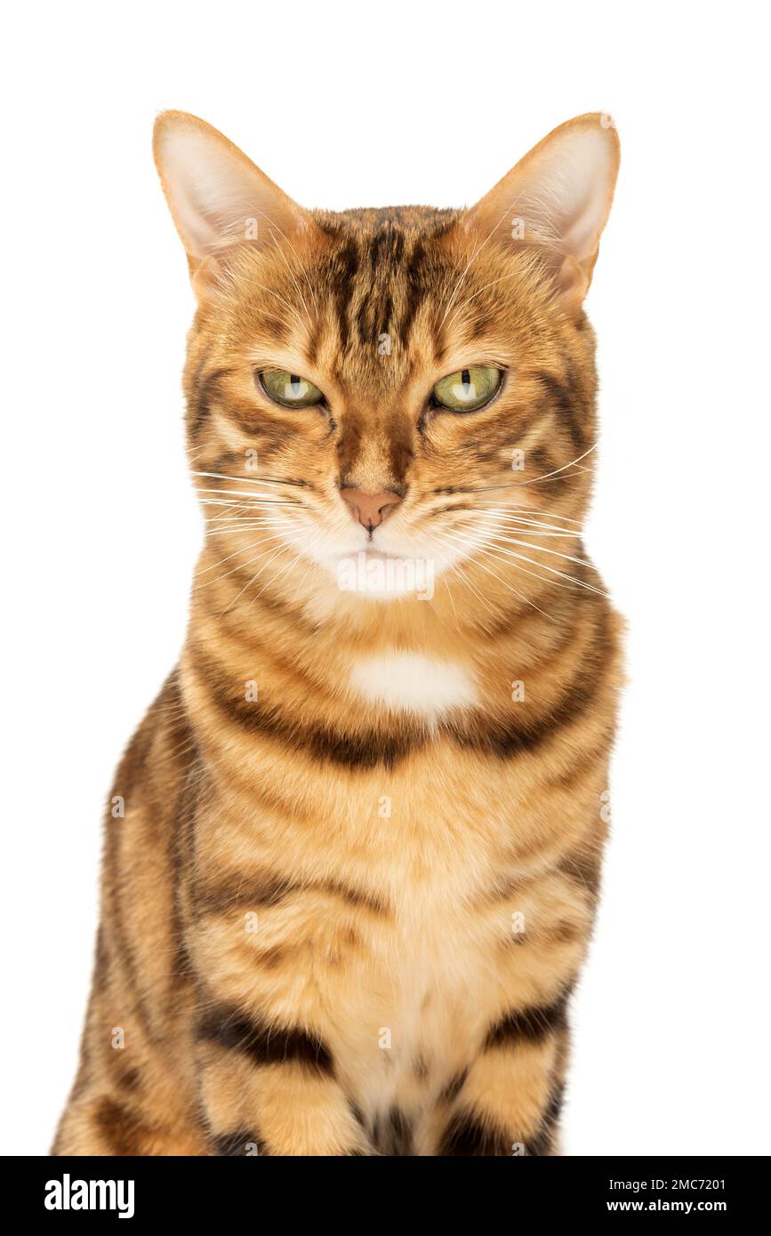 Angry, displeased Bengal cat on a white background. Studio shot Stock ...