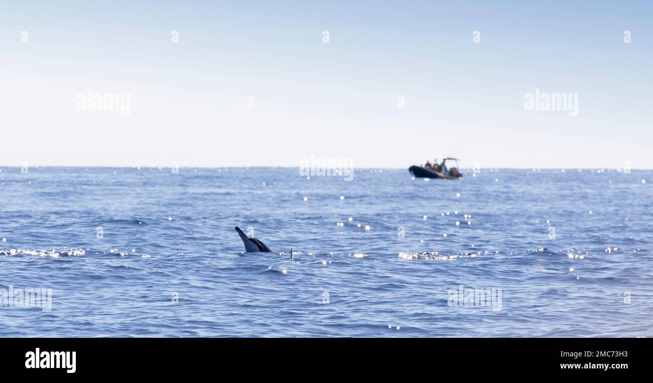 View of dolphin at La Reunion, France Stock Photo - Alamy