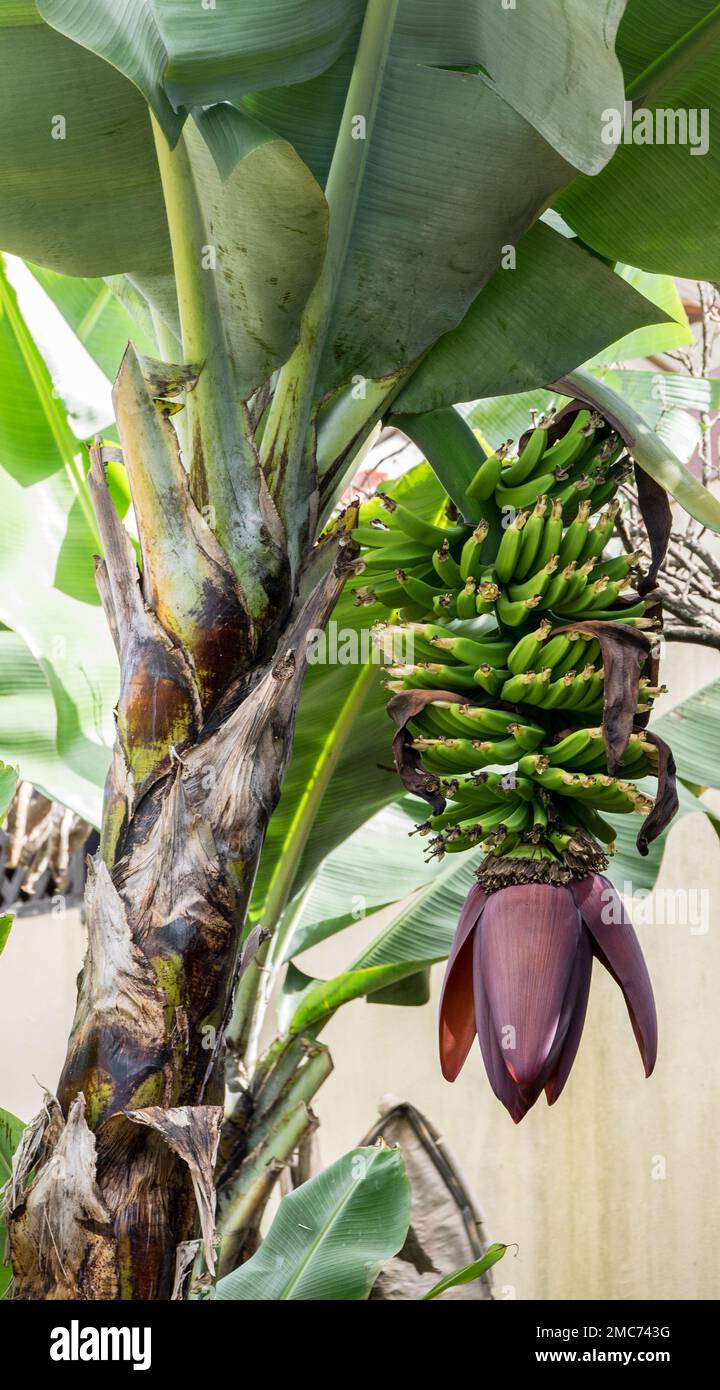 Banana plant (genus Musa) showing a bunch of green bananas and the ...
