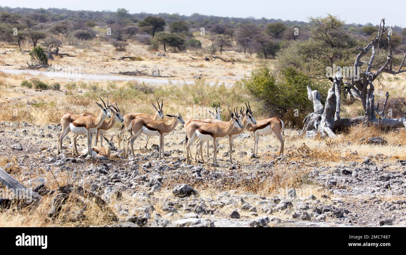 A view of group of springbok in Namibia Stock Photo - Alamy