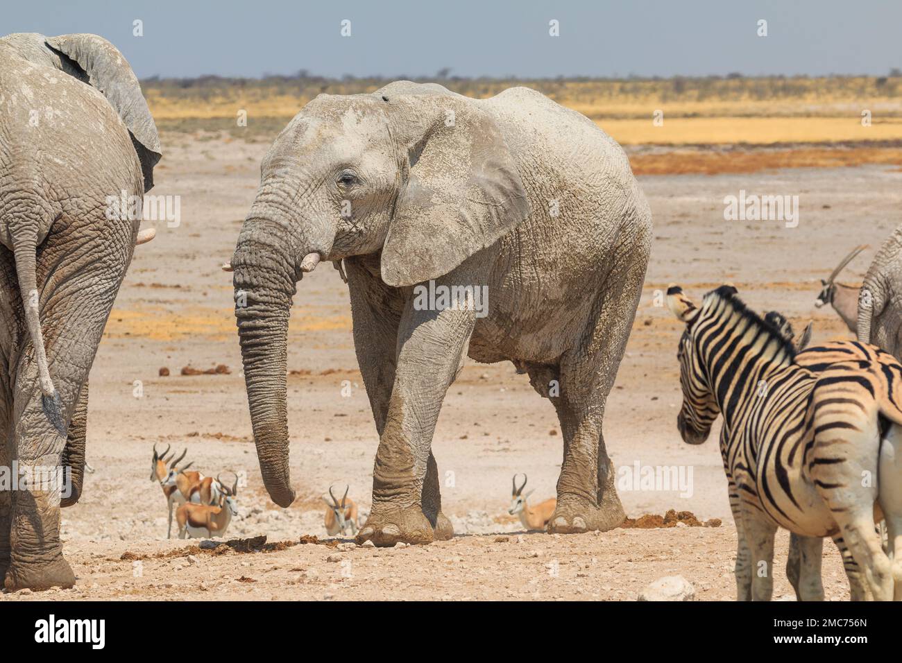 Elephant, zebras and antelopes in natural habitat in Etosha National ...