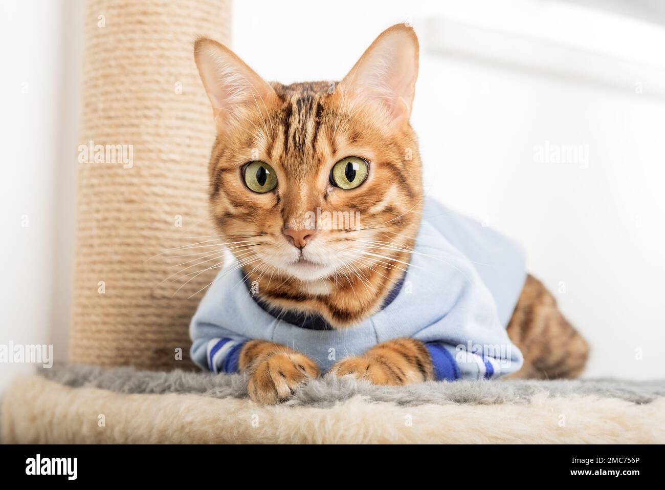 An adult Bengal cat in clothes lies on a scratching post Stock Photo ...