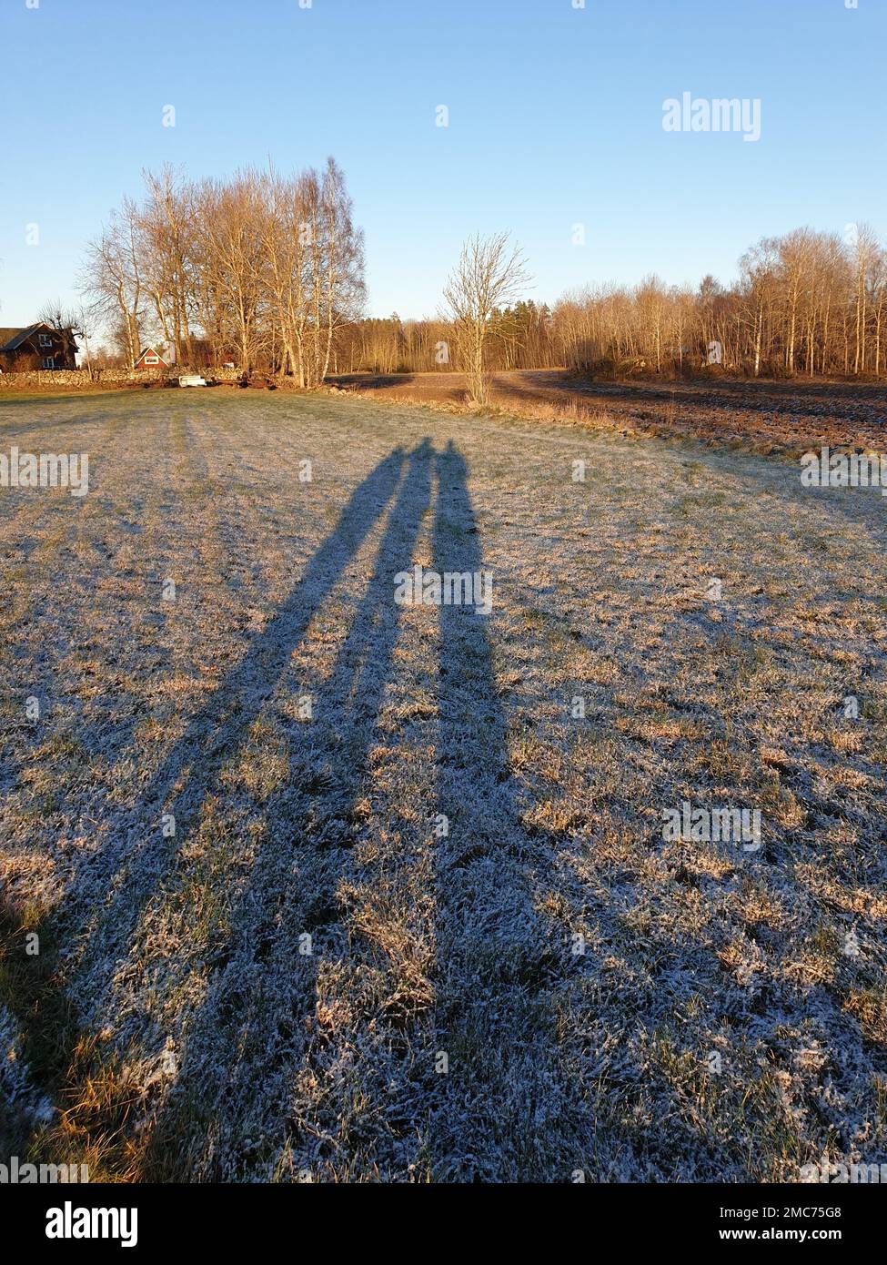 Long shadows of people reflecting on the grass covered with frost in ...