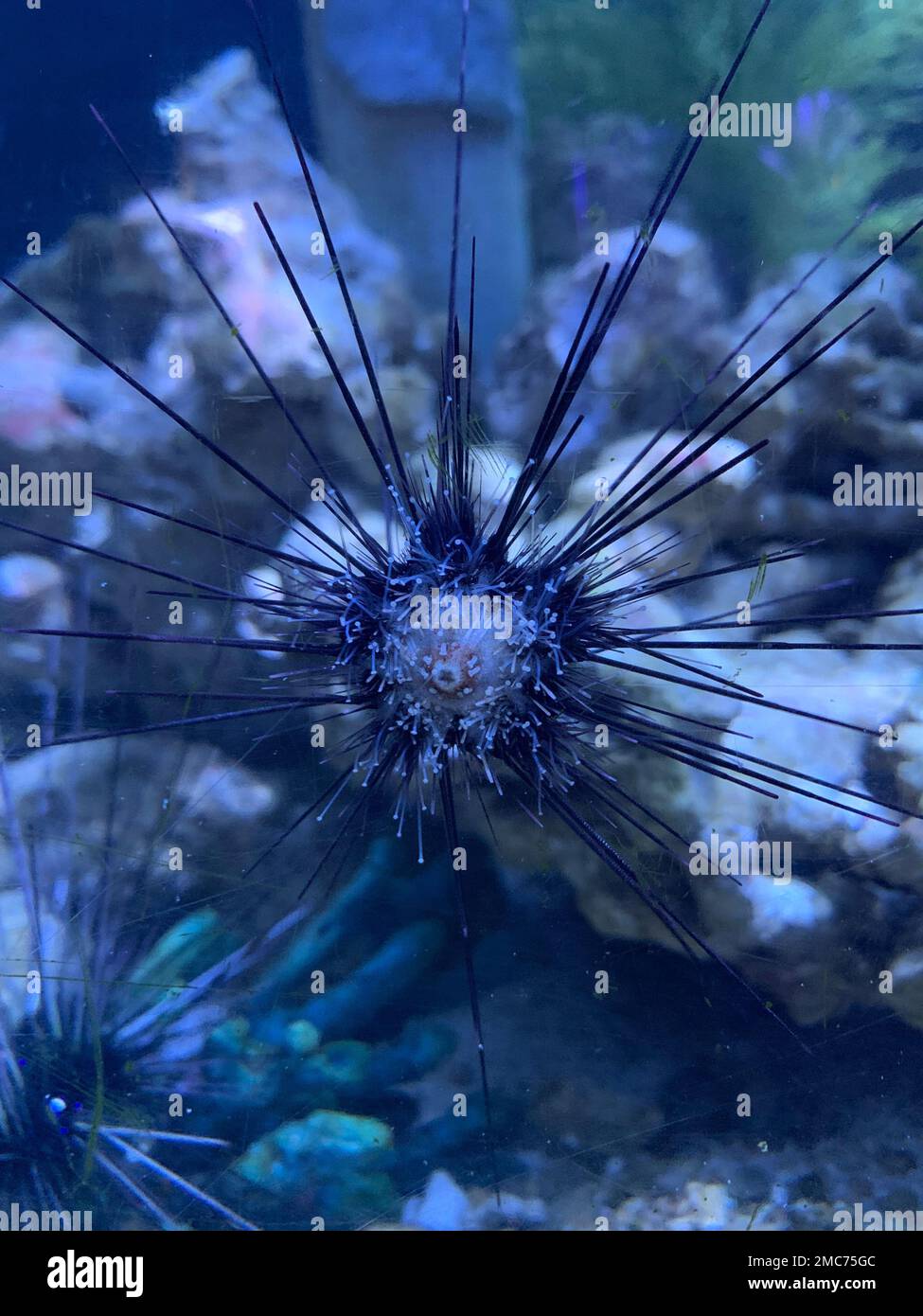 A closeup of the underside of a sea urchin and its spines underwater ...