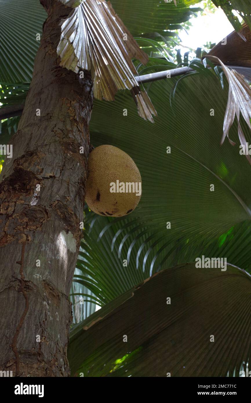 Jungle jack fruit hi-res stock photography and images - Alamy