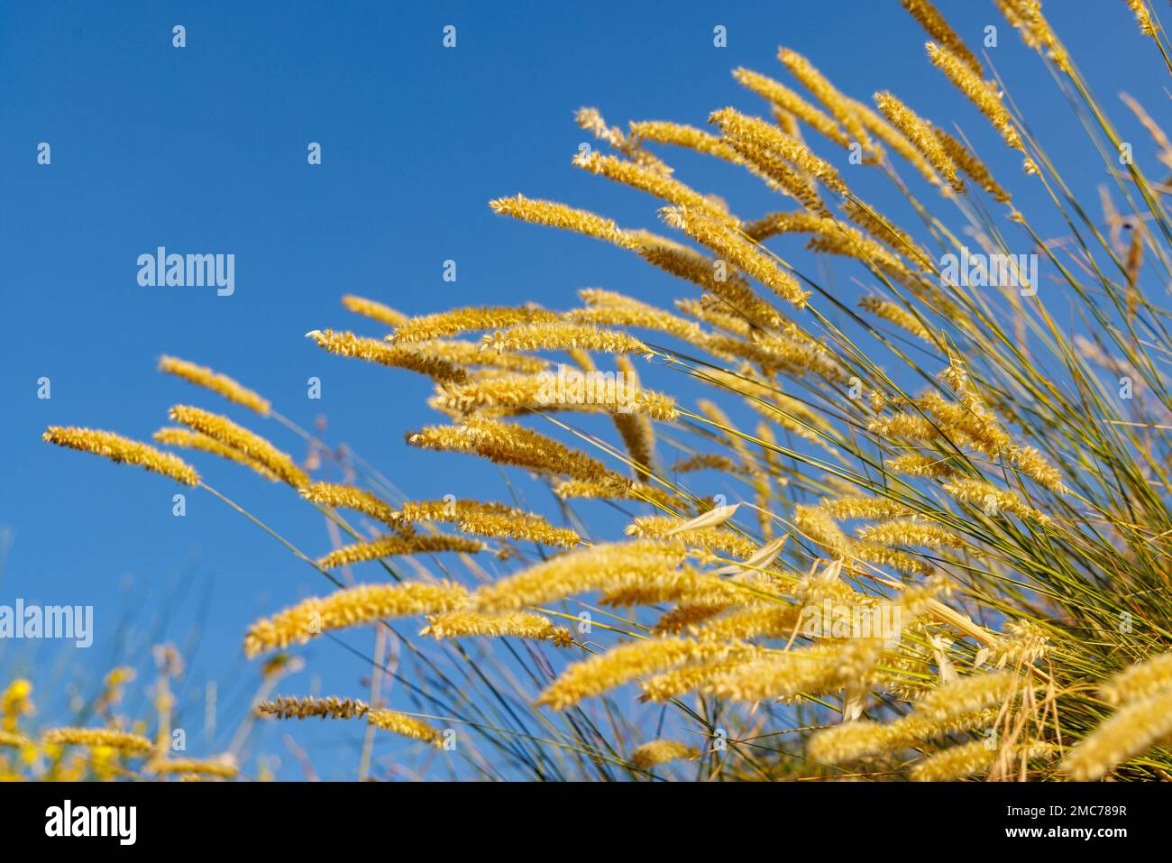 Fluffy reeds sway autumn wind hi-res stock photography and images - Alamy