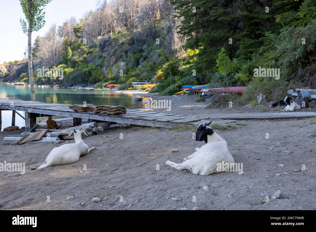 Black goat huge horns hi-res stock photography and images - Alamy