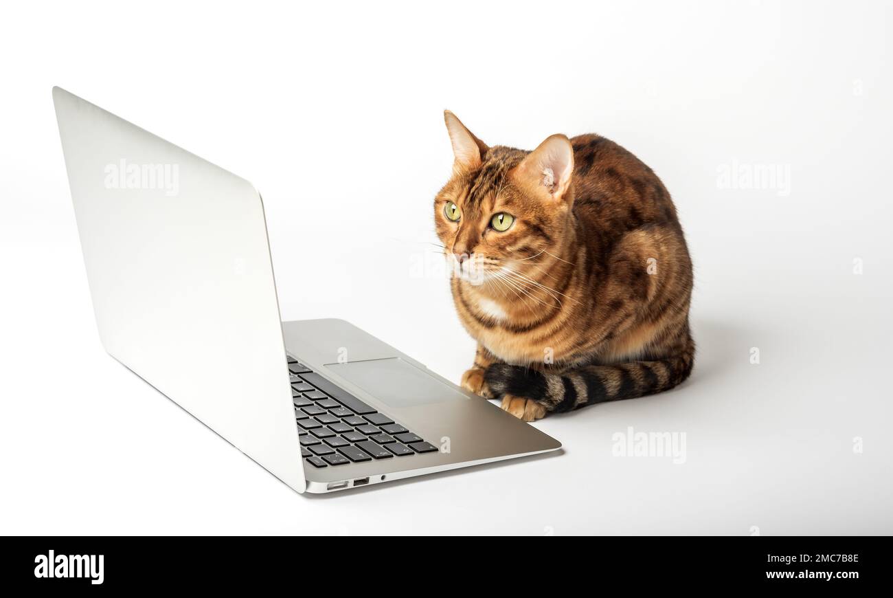 Side view of a ginger bengal cat looking at a laptop screen, in front ...
