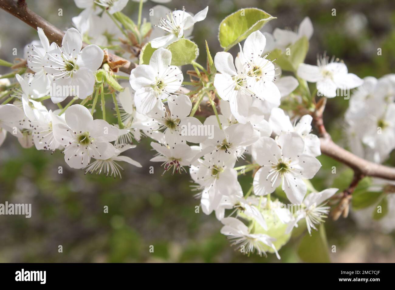 Little white popcorn tree blossoms Stock Photo - Alamy