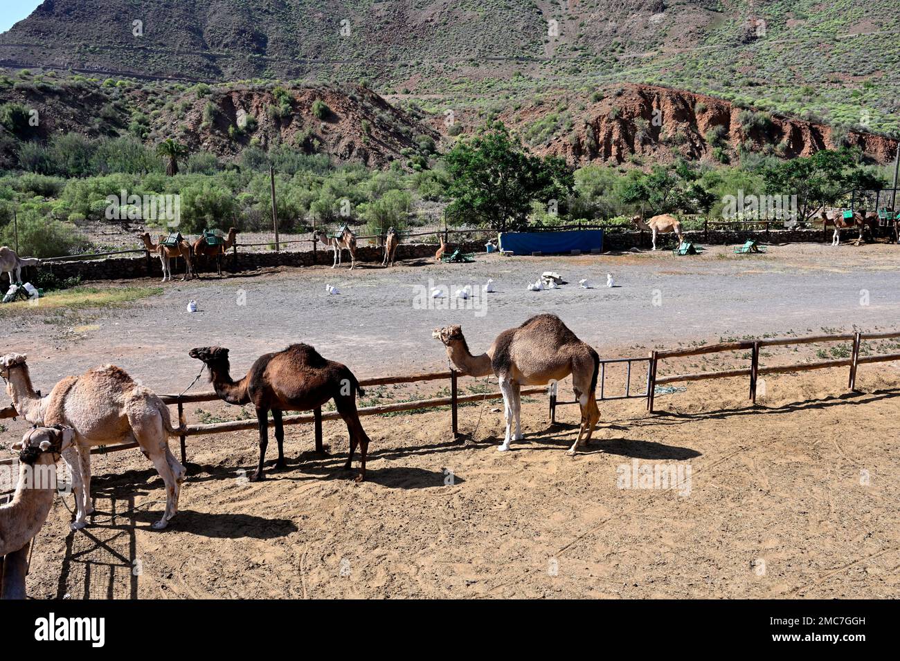 Camels in enclosure at Camel Safari Park “La Baranda” near Fataga, Gran ...