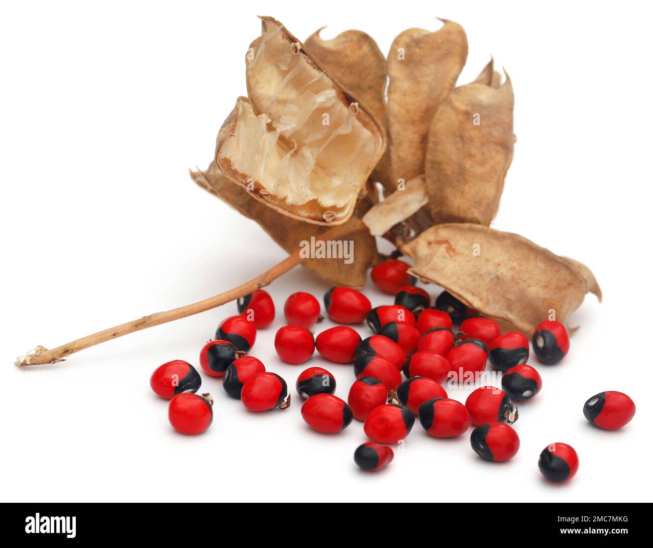 Abrus precatorius or Indian liquorice Seeds over white background Stock ...
