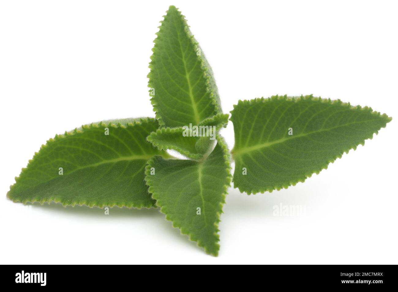 Oregano leaves over white background Stock Photo - Alamy