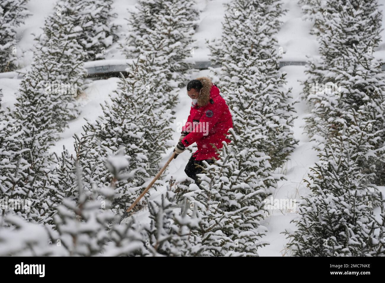 A worker shovels snow at Zhangjiakou National Ski Jumping Centre during ...
