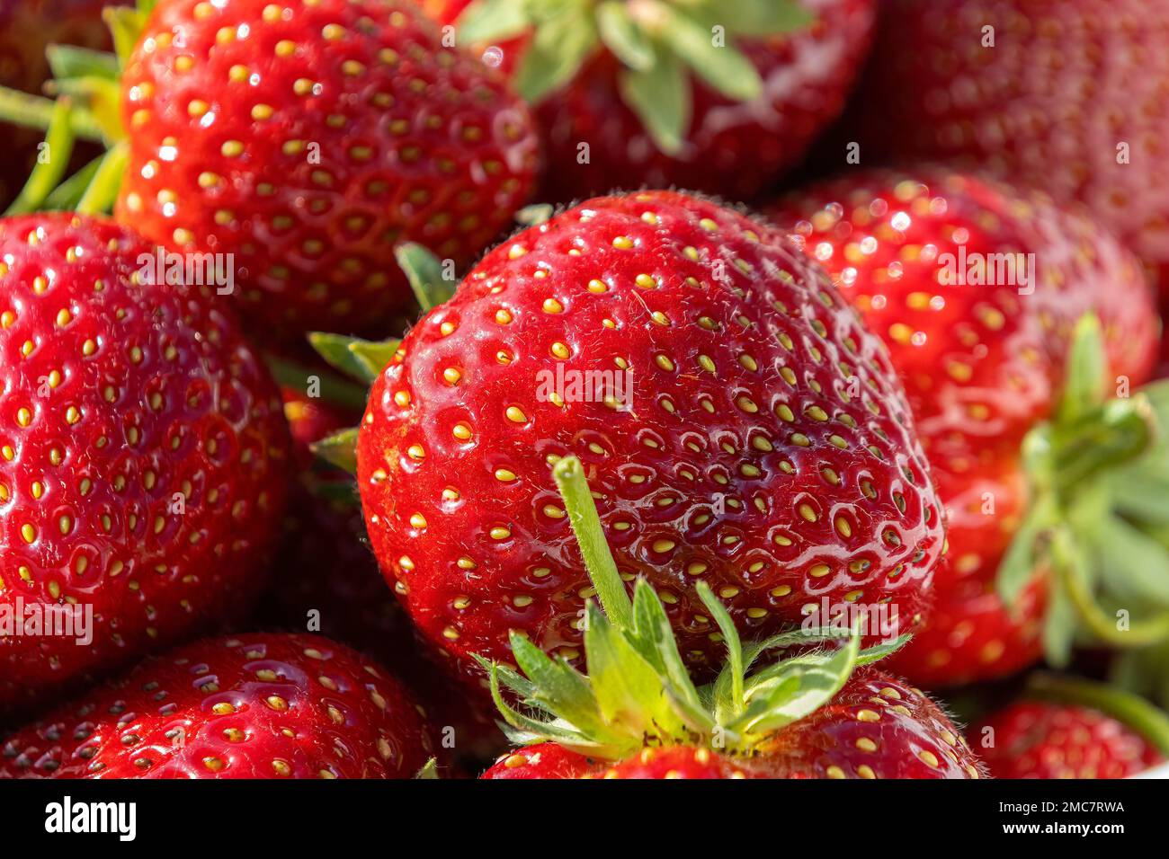 A closeup of shiny fresh strawberries Stock Photo - Alamy
