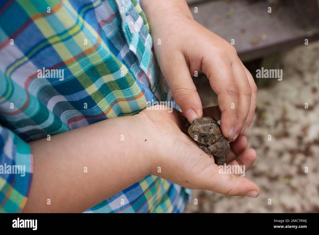 child holding a toad Stock Photo - Alamy
