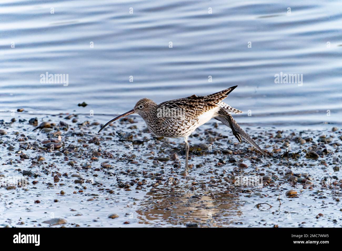 Eurasian curlew (Numenius arquata), UK Stock Photo - Alamy