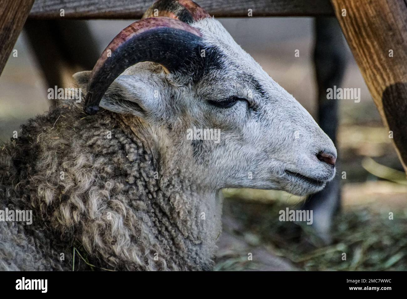 A close up profile of a goat Stock Photo - Alamy
