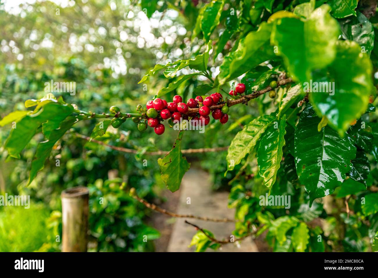 organic coffee plantation in rain forest Stock Photo - Alamy