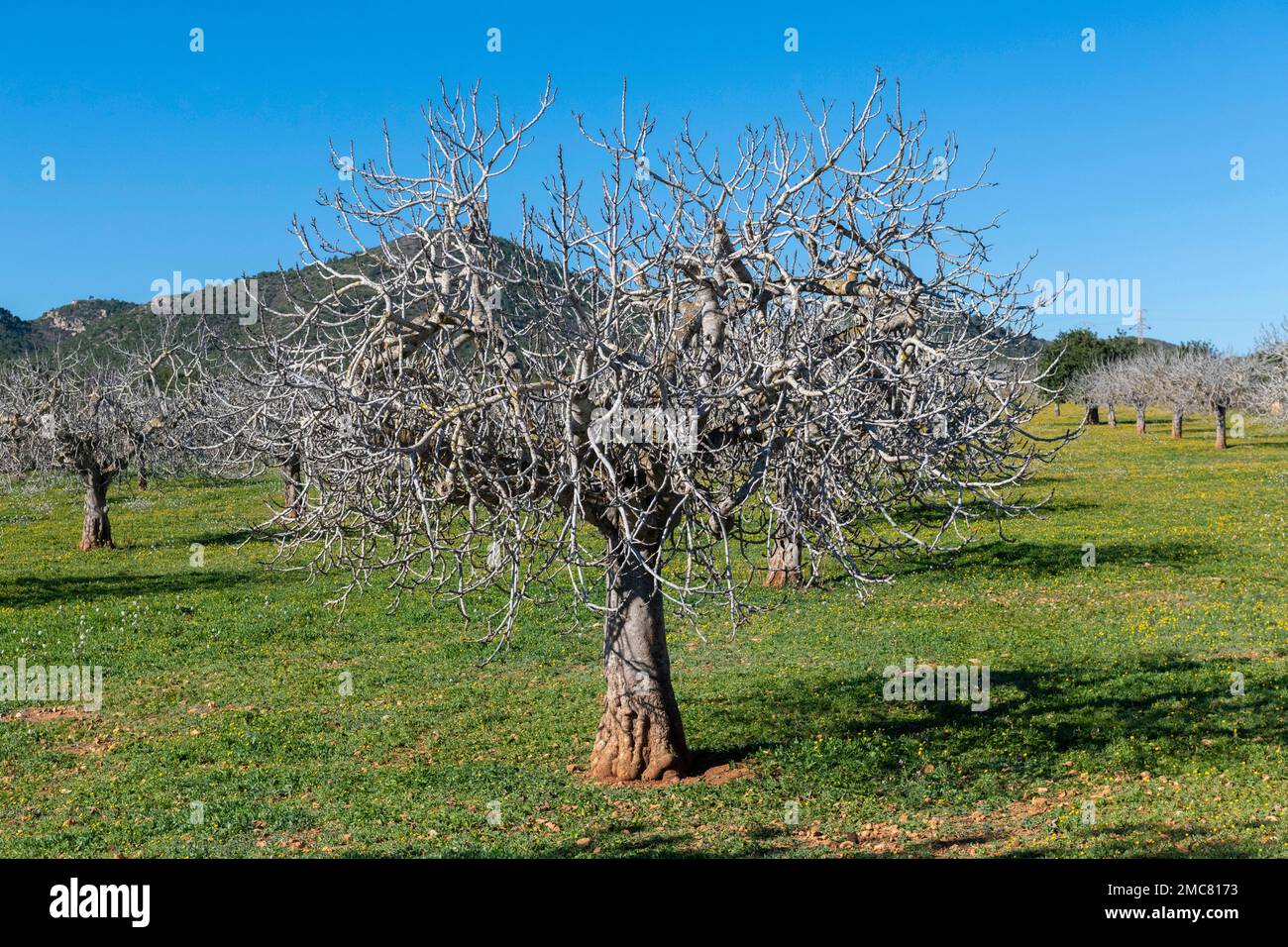 Fig tree in the landscape near Porto Cristo Stock Photo - Alamy