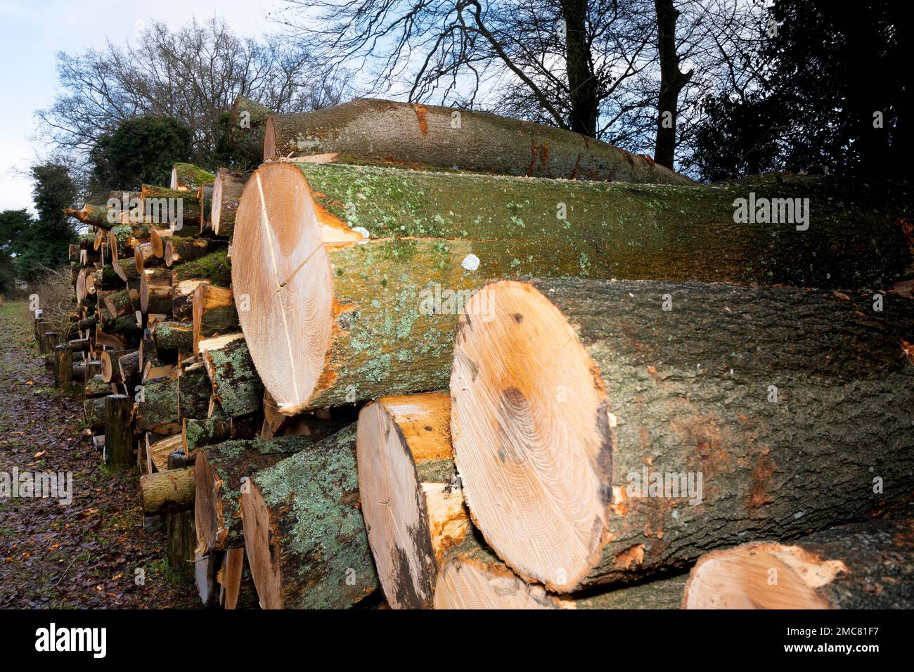 Logpile of recently felled trees, stacked and awaiting transportation ...