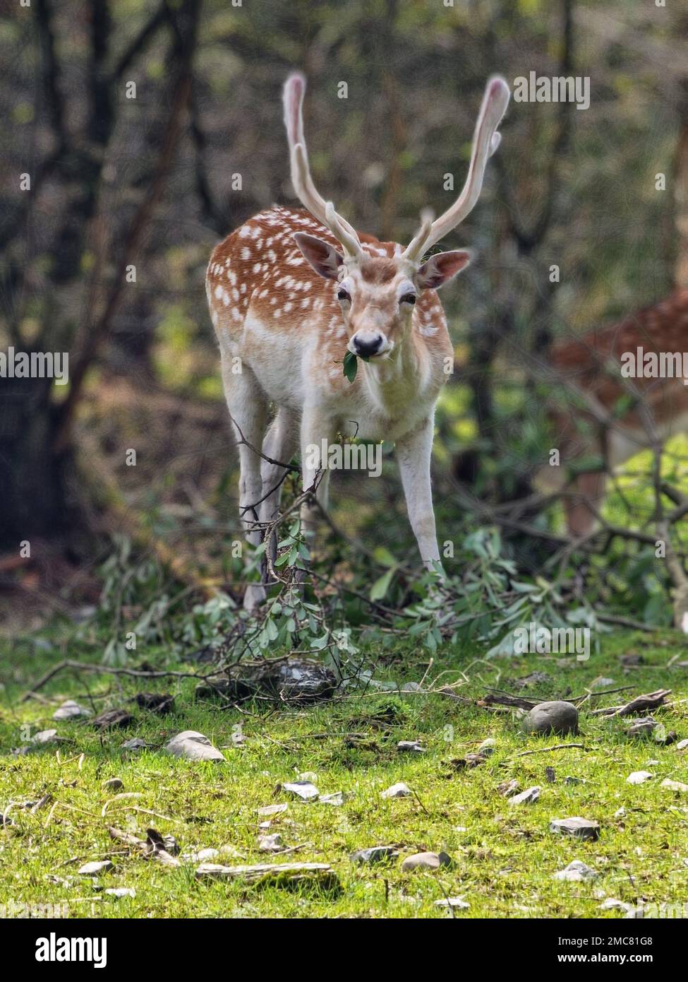 A Persian fallow deer in the forest with blurred background Stock Photo ...
