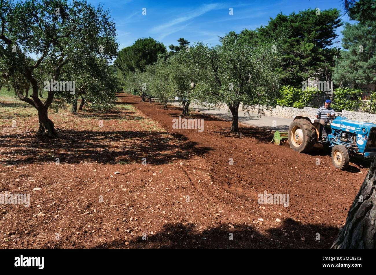 An Olive Grove in Puglia Stock Photo - Alamy