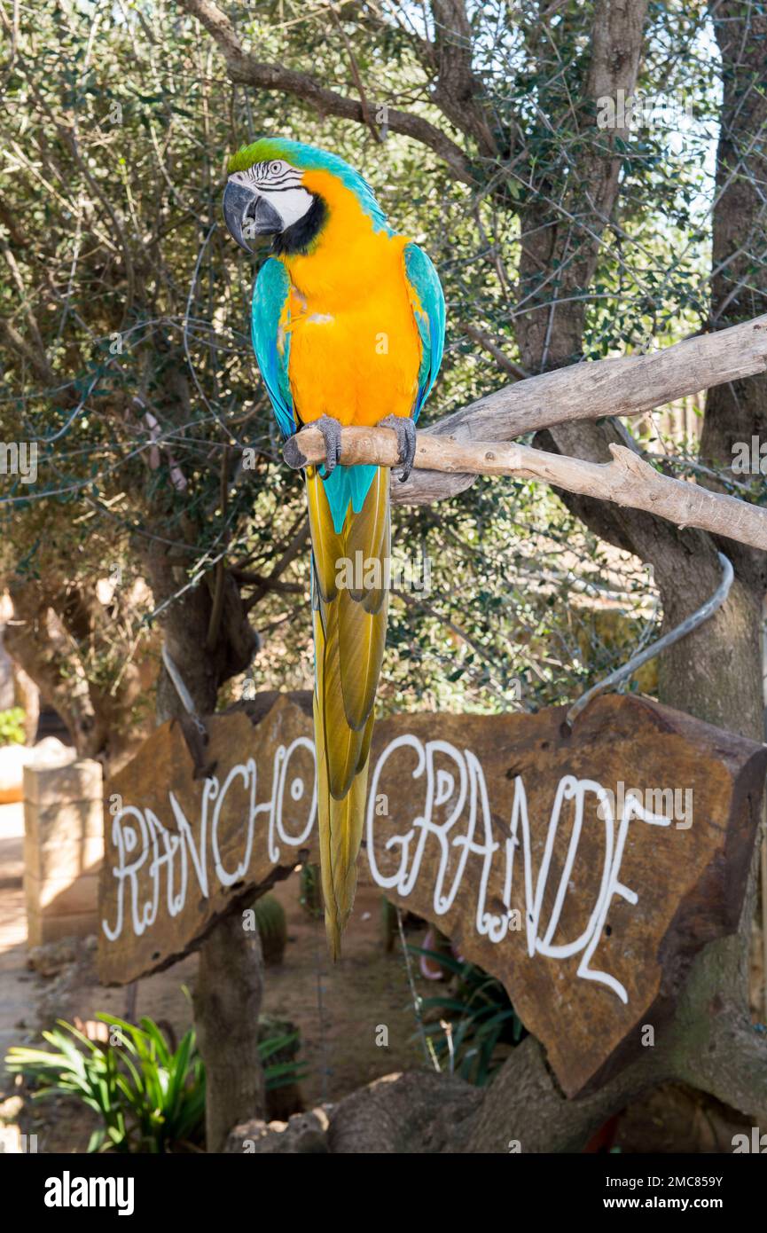 Parrot at Rancho grande , Majorca Stock Photo - Alamy