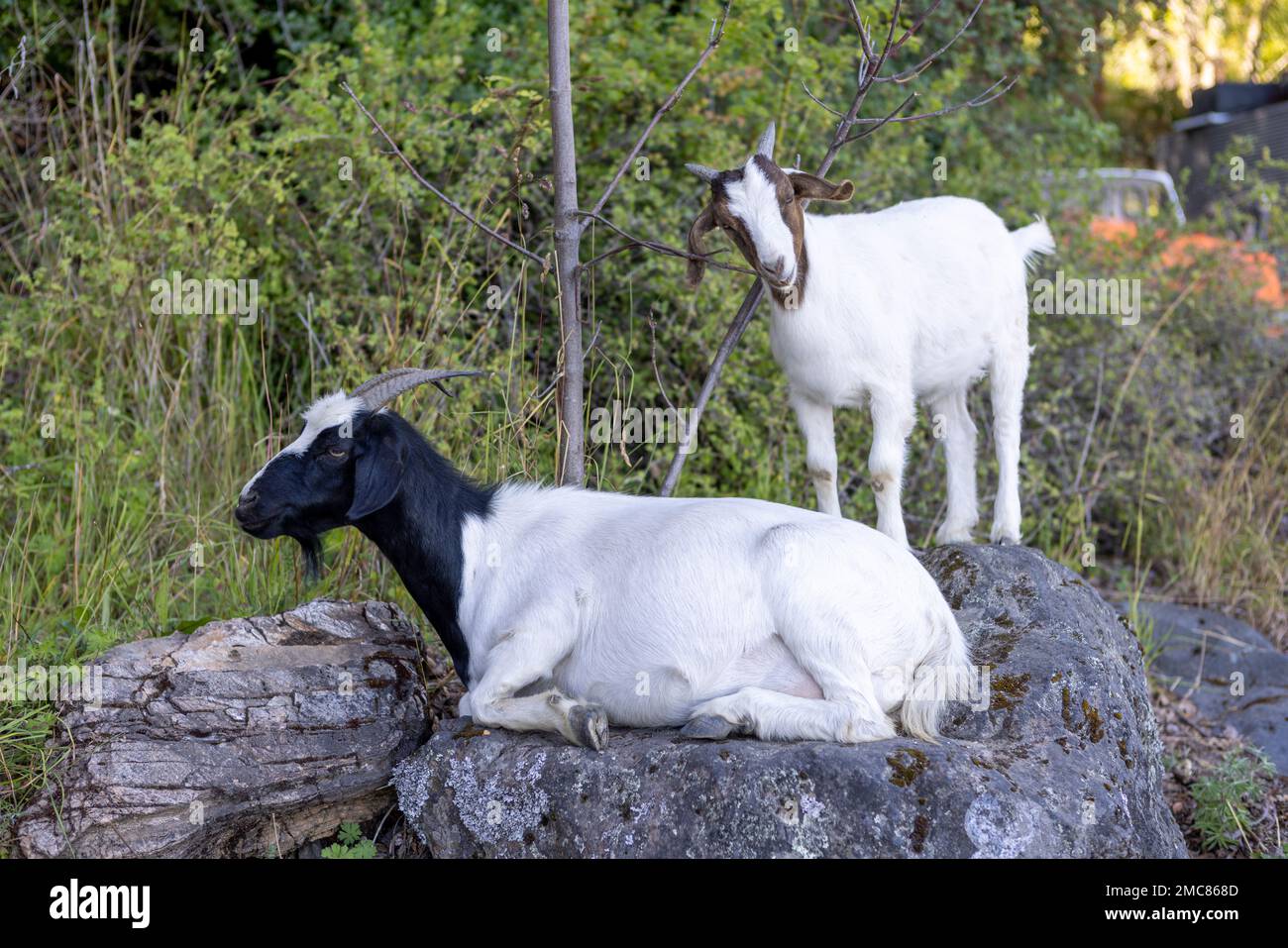 Goats at the beach of Lago General Carrera in Puerto Rio Tranquilo ...