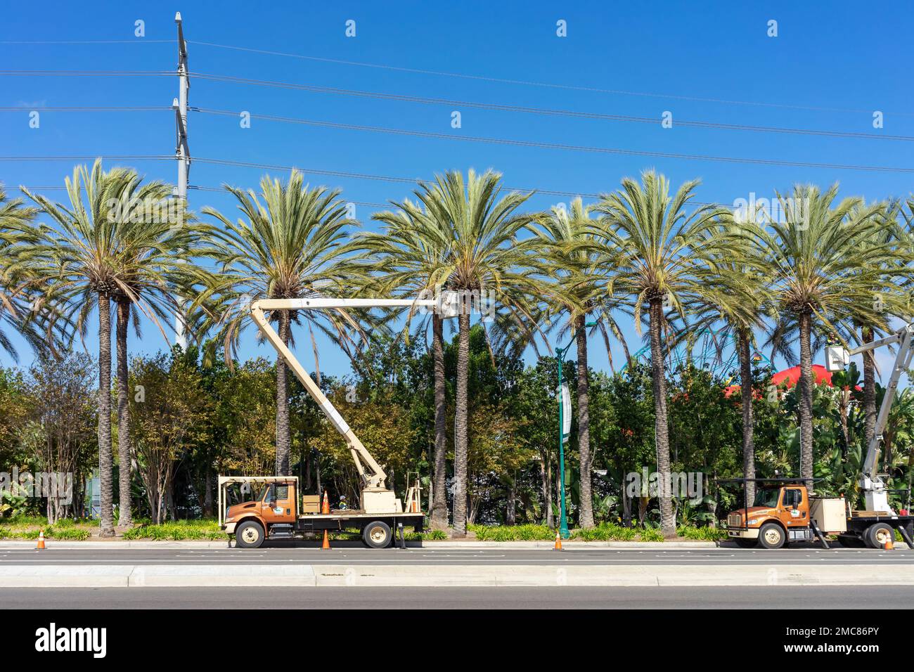 Pruning palm tree hi-res stock photography and images - Alamy