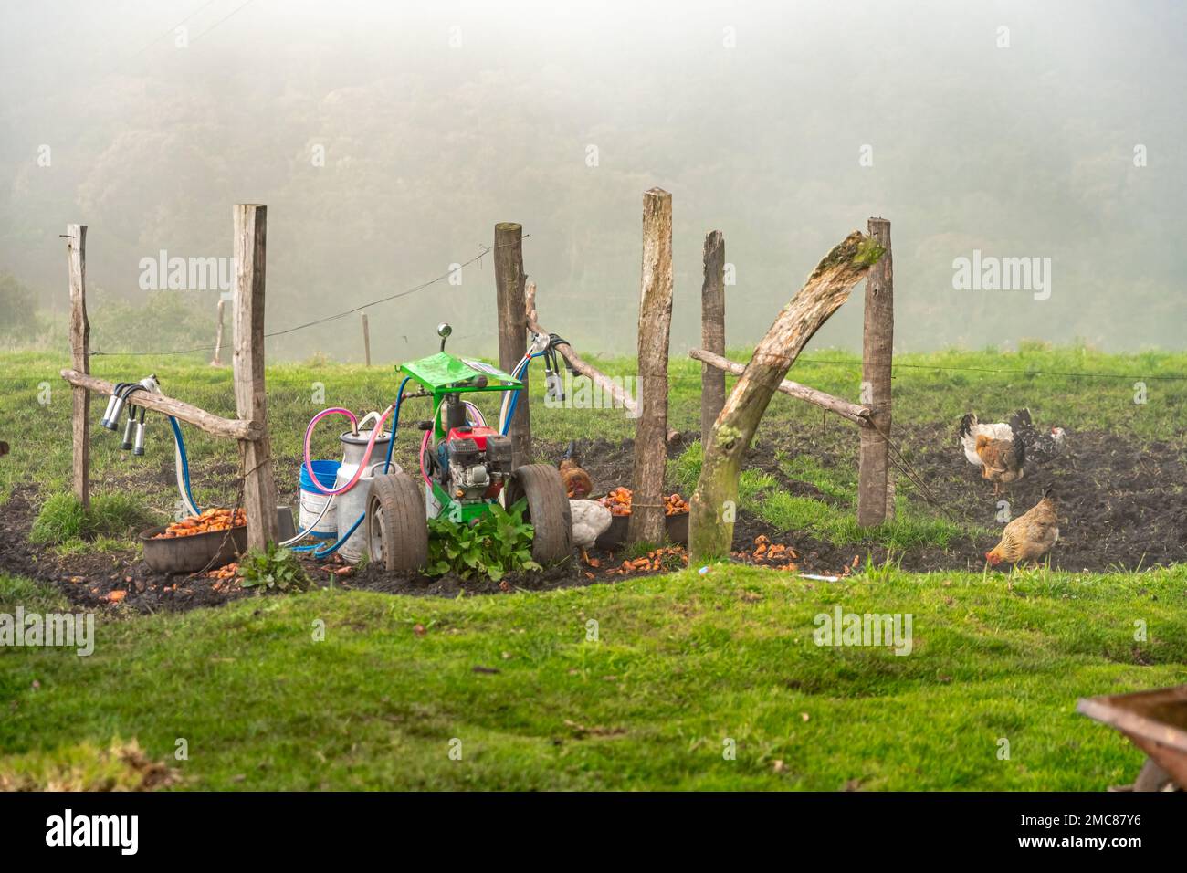 cow milking machine in farm yard Stock Photo - Alamy