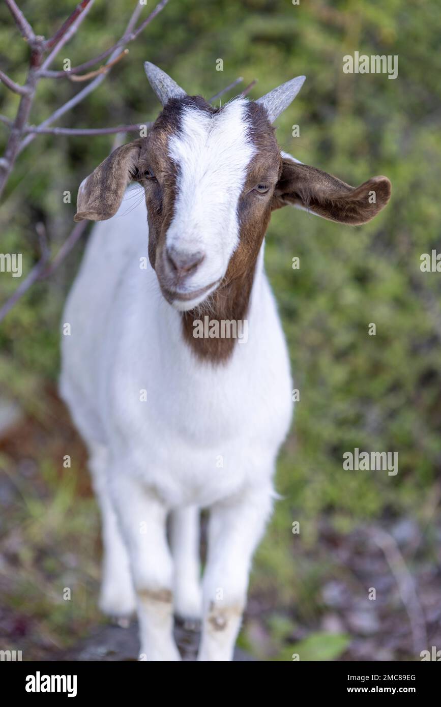 Goat at the beach of Lago General Carrera in Puerto Rio Tranquilo ...