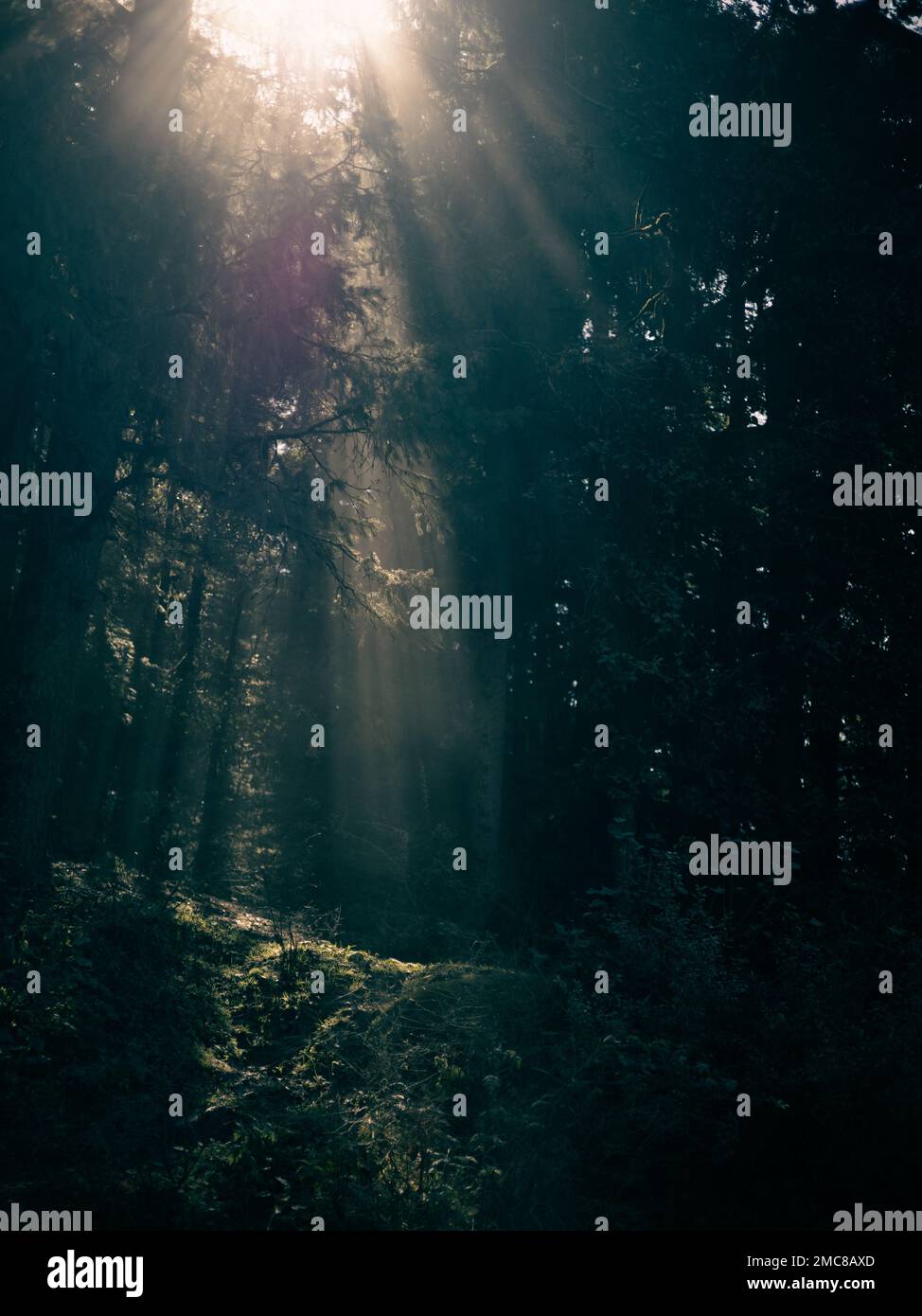 A beautiful view of forest with a popping sun rays through the trees ...