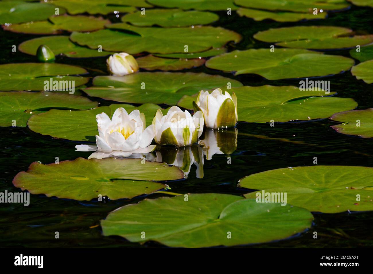 Water white lilies on quiet hi-res stock photography and images - Alamy