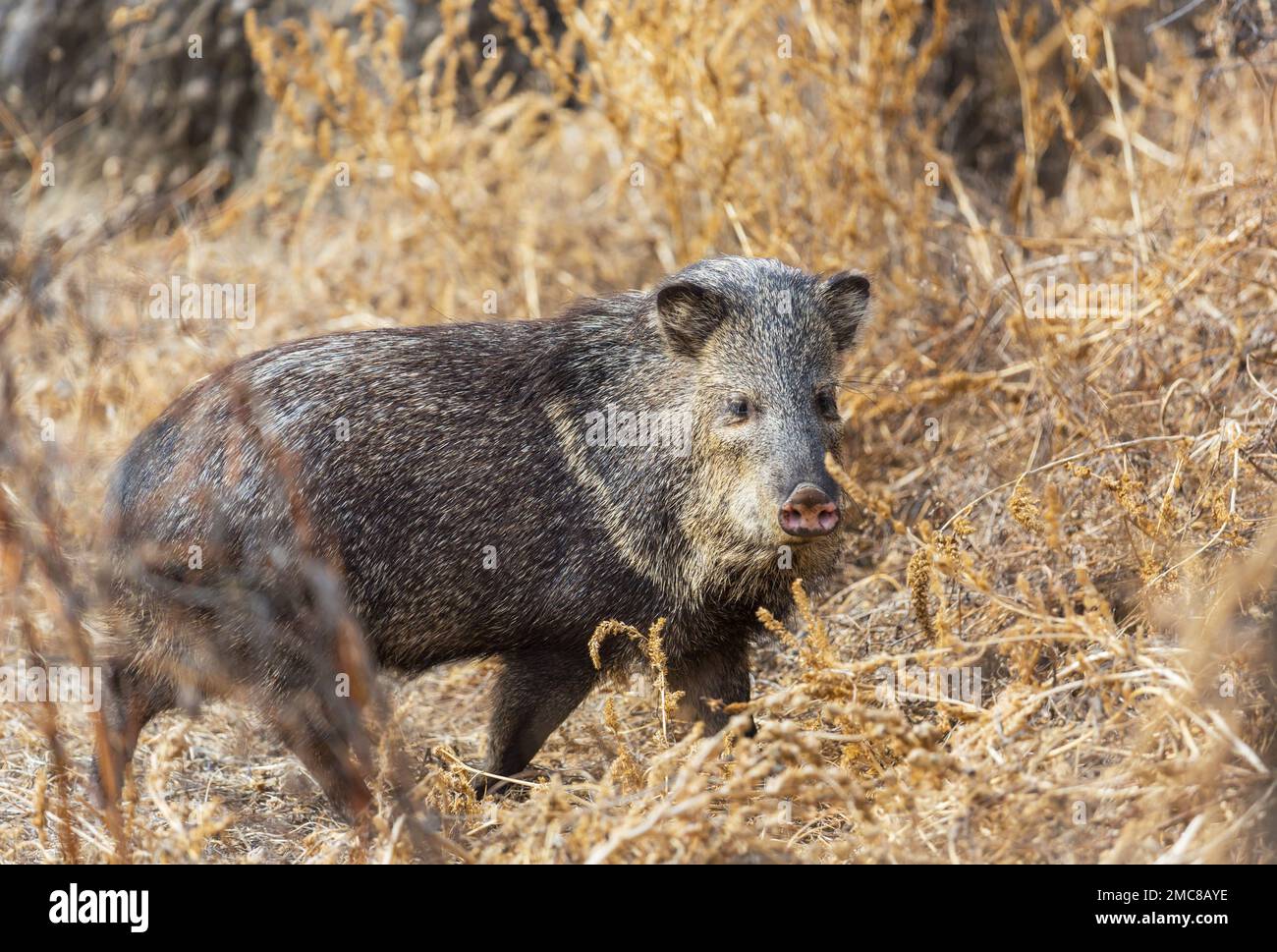 a wild boar walks along a forest road Stock Photo - Alamy