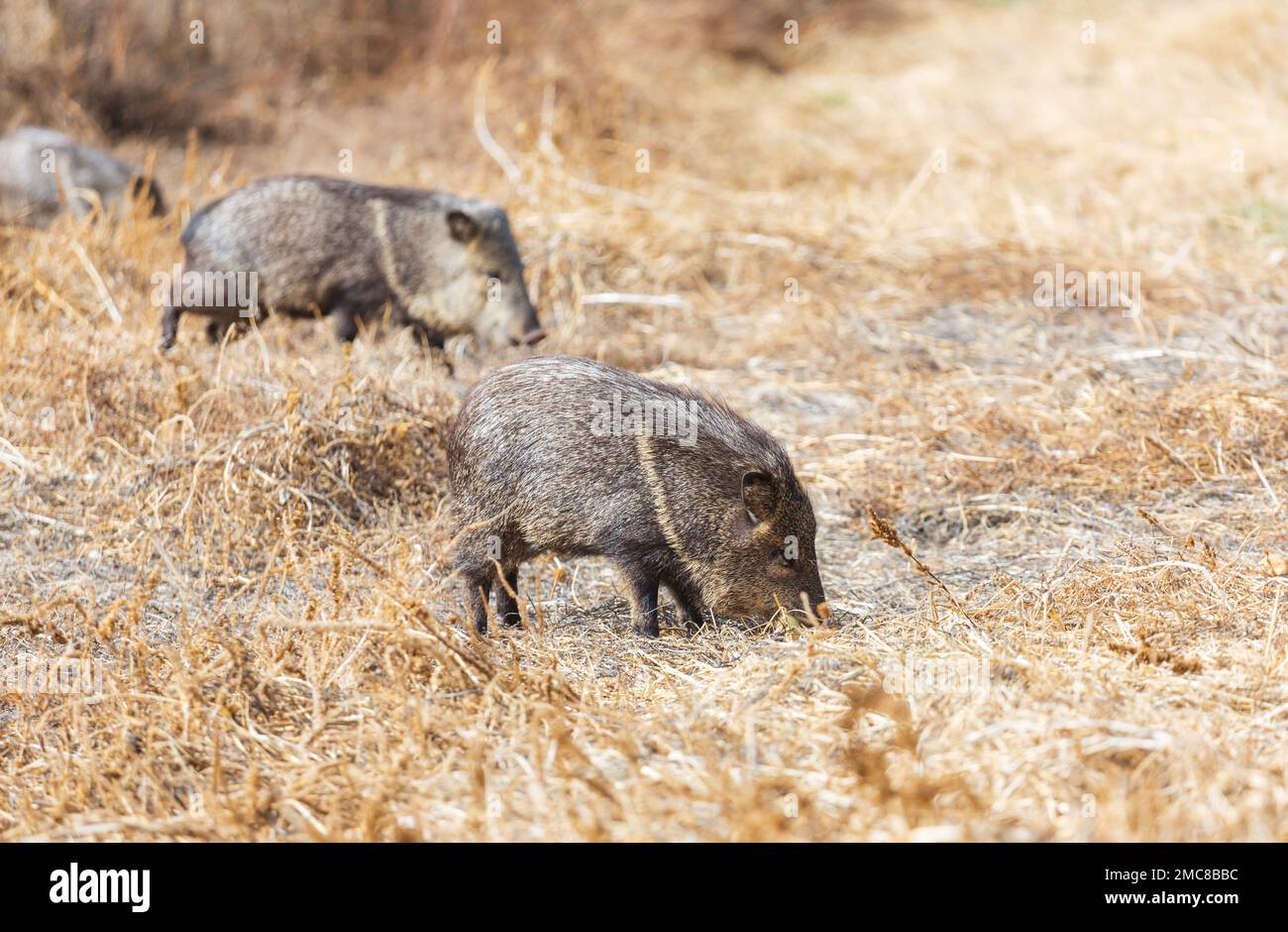 a wild boar walks along a forest road Stock Photo - Alamy