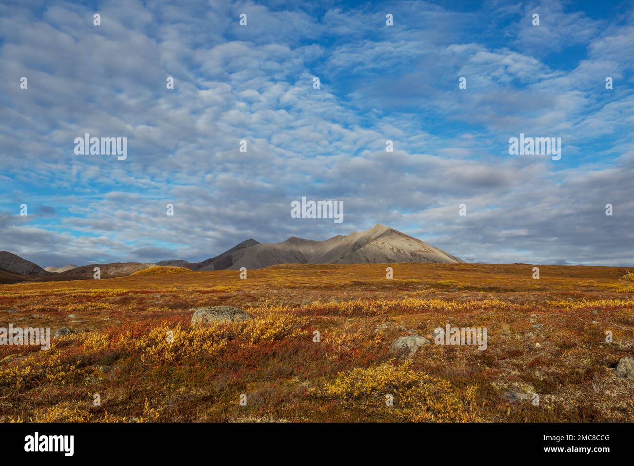 Tundra landscapes above Arctic circle Stock Photo - Alamy