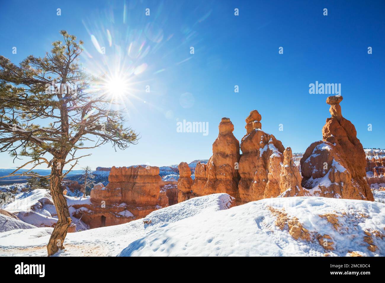 Picturesque colorful pink rocks of the Bryce Canyon National park in ...