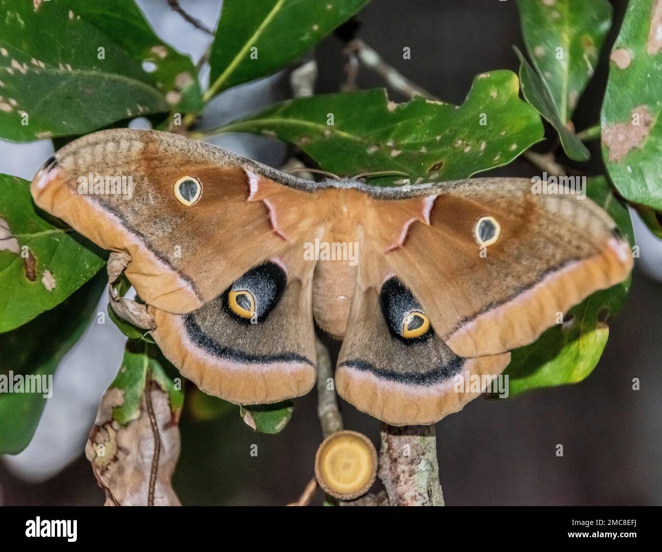 Female Polyphemus Moth Stock Photo - Alamy Female Polyphemus Moth Stock Photo - Alamy