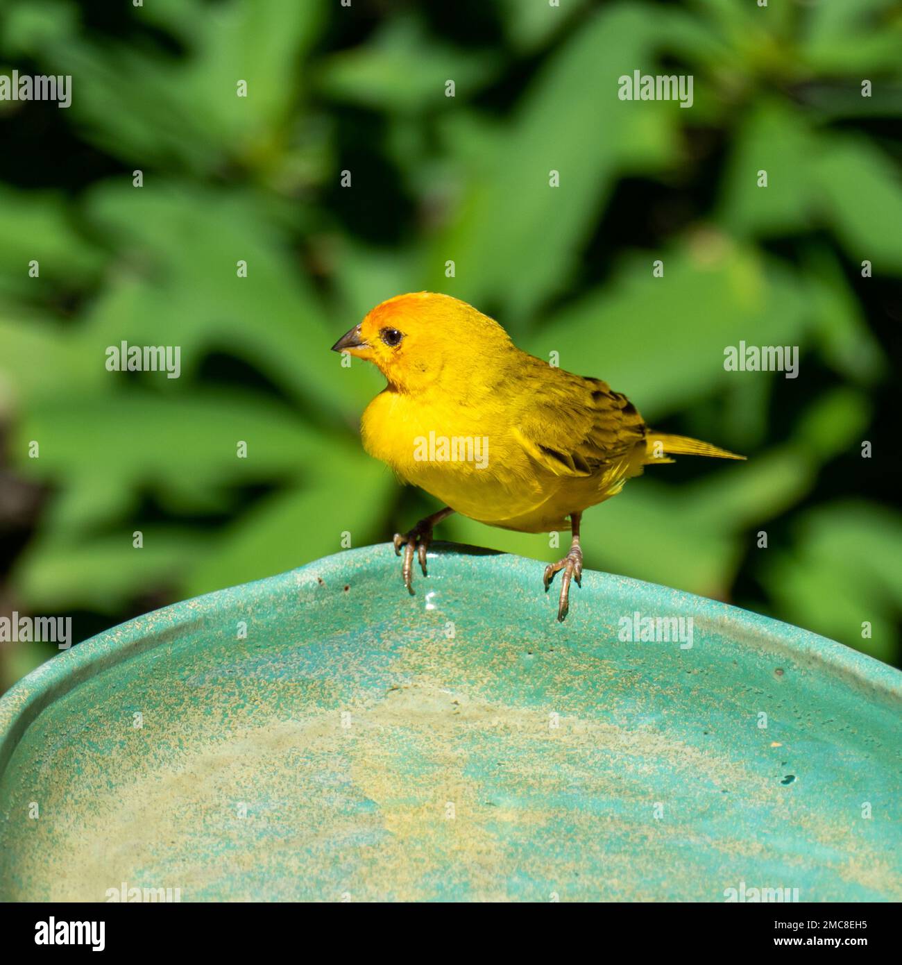 Atlantic Canary, a small Brazilian wild bird. The yellow canary ...