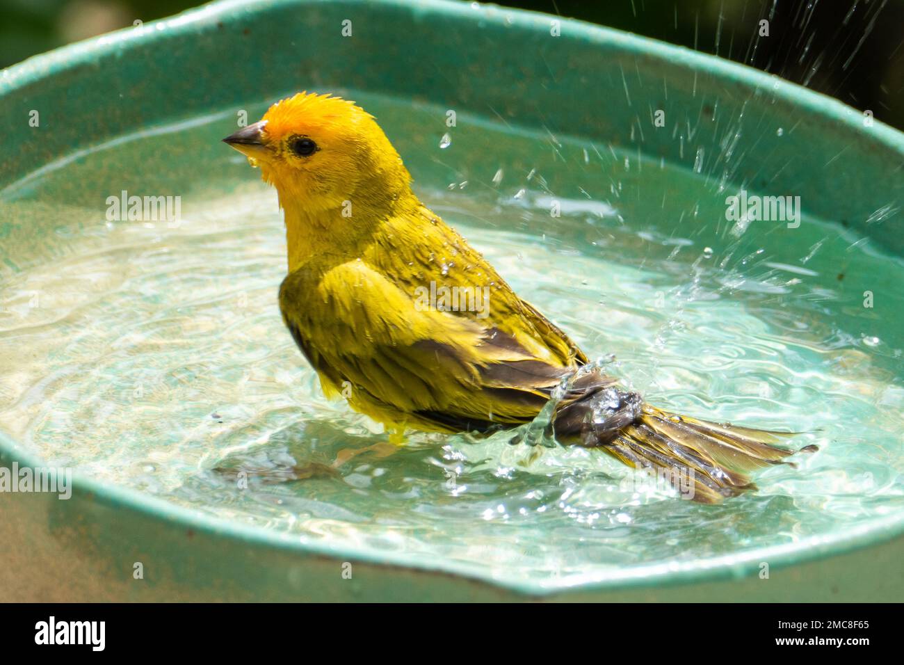 Atlantic Canary, a small Brazilian wild bird. The yellow canary ...