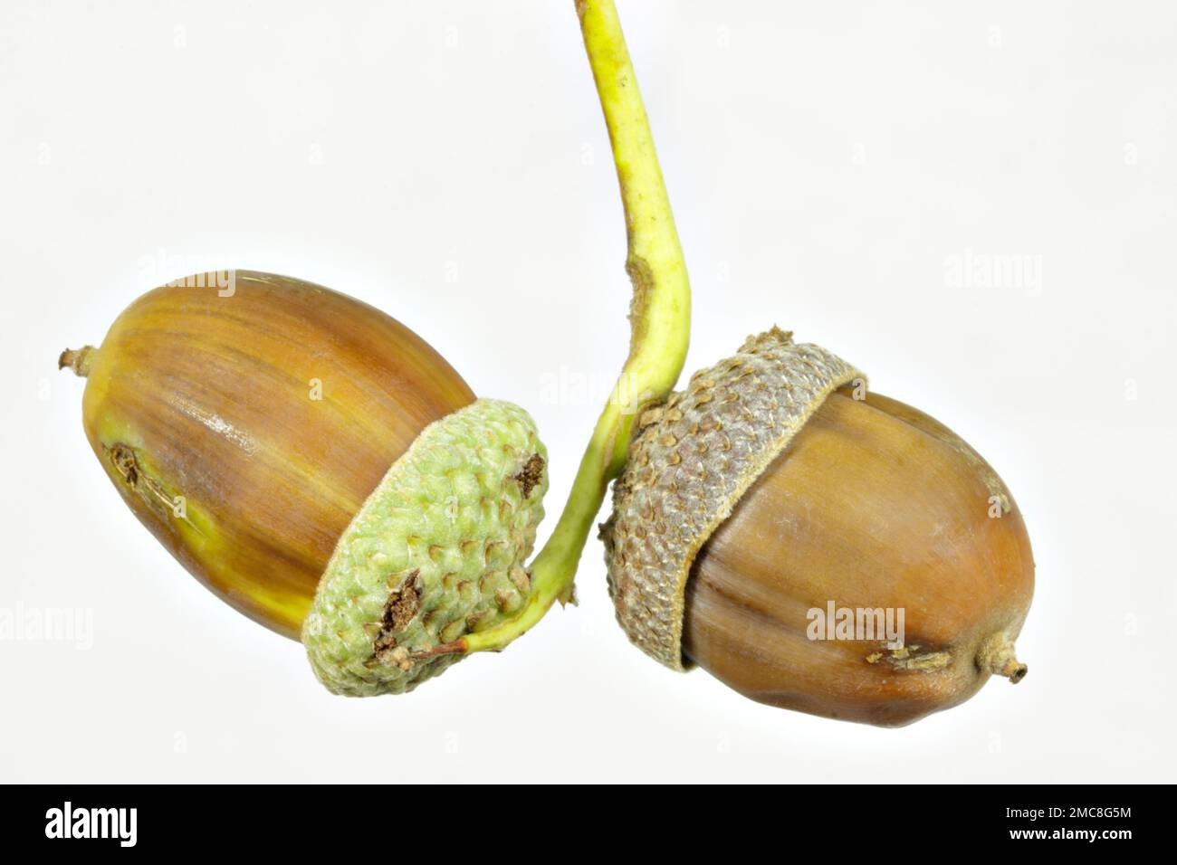 Edible acorns hi-res stock photography and images - Alamy