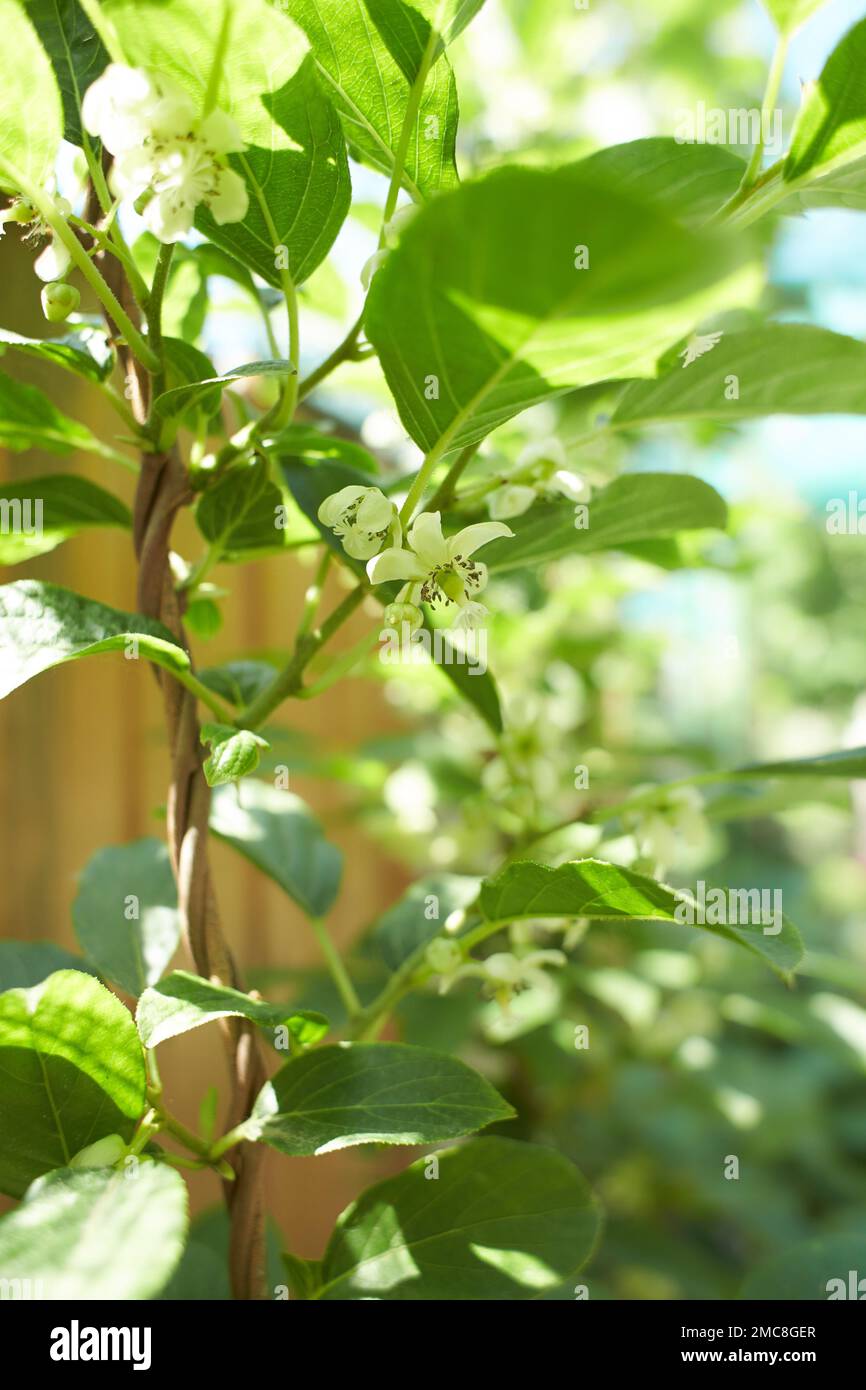 White flowers of Actinidia Polygama, kiwi in the garden. Summer and ...