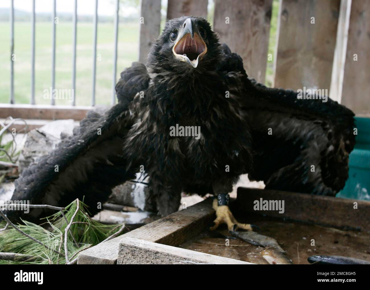FILE — A bald eaglet stretches seconds after it is placed by a ...