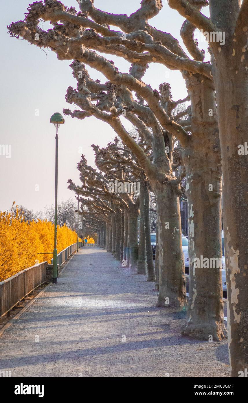 Pathway lined with plane trees hi-res stock photography and images - Alamy