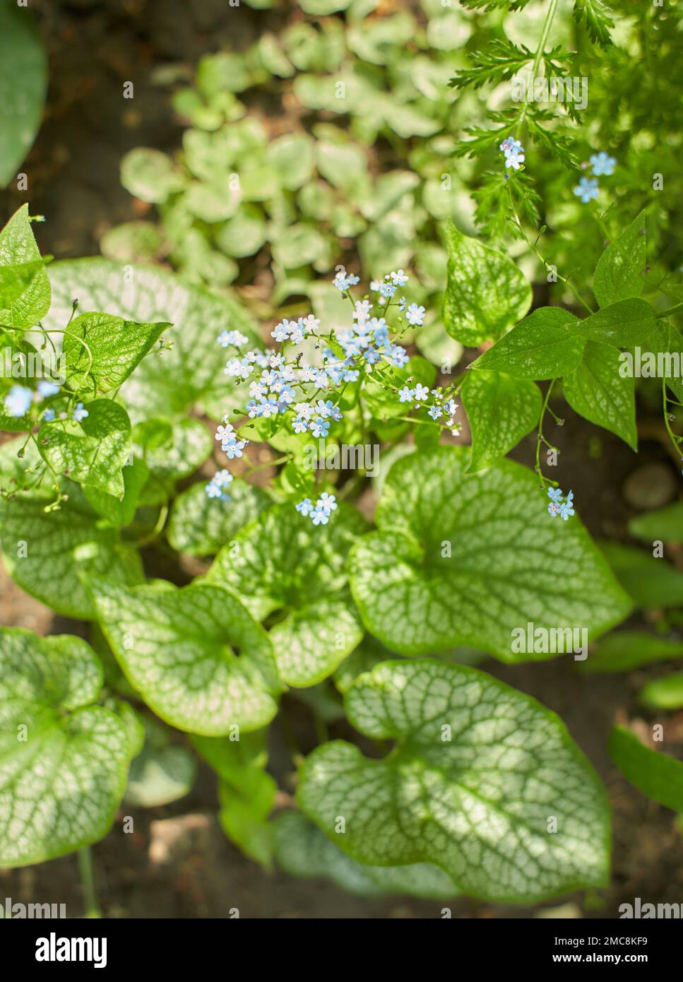 Brunnera macrophylla 'Looking Glass' flowers growing in Dublin, Ireland ...