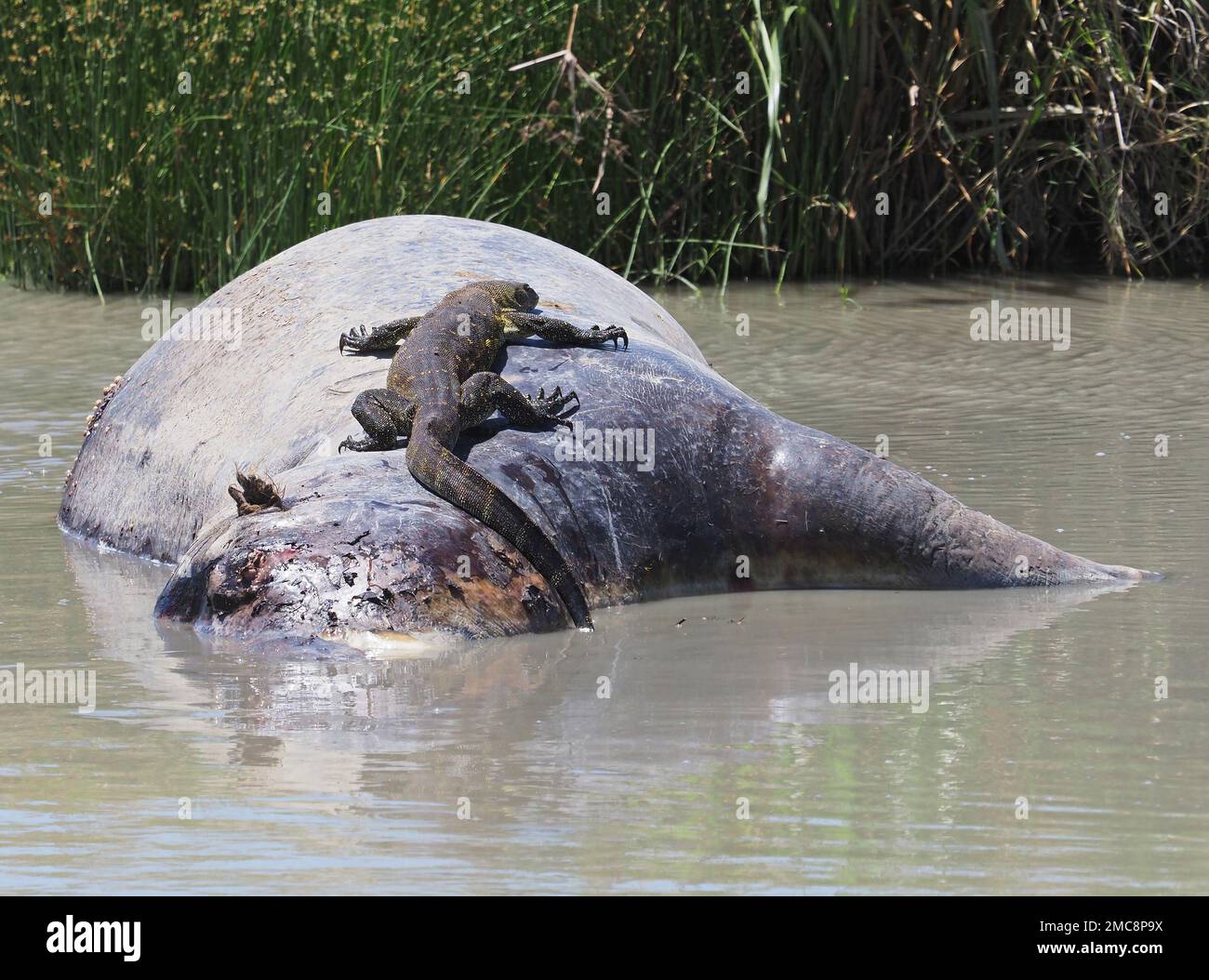 Nyabogati, Tanzania. 23rd Sep, 2022. A monitor lizard has latched onto ...