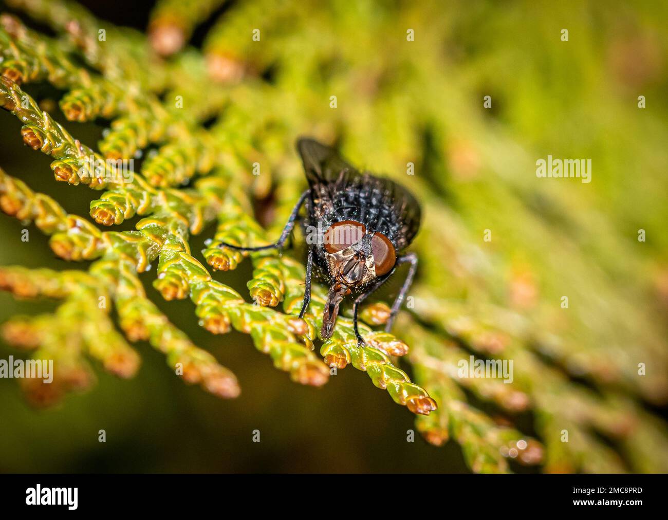 Calliphora species hi-res stock photography and images - Alamy